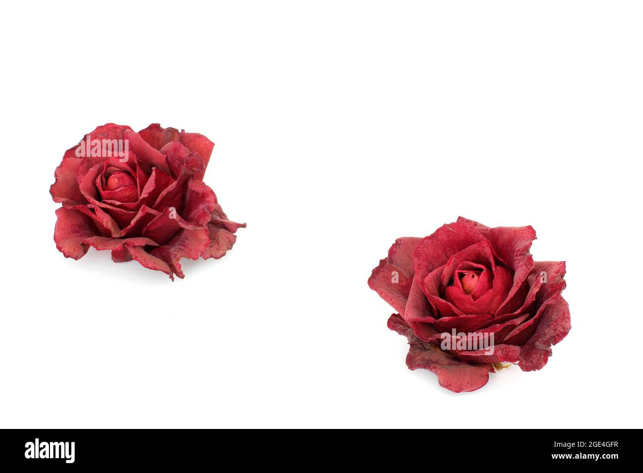 Dried yellow red rose Cut Out Stock Images & Pictures - Alamy