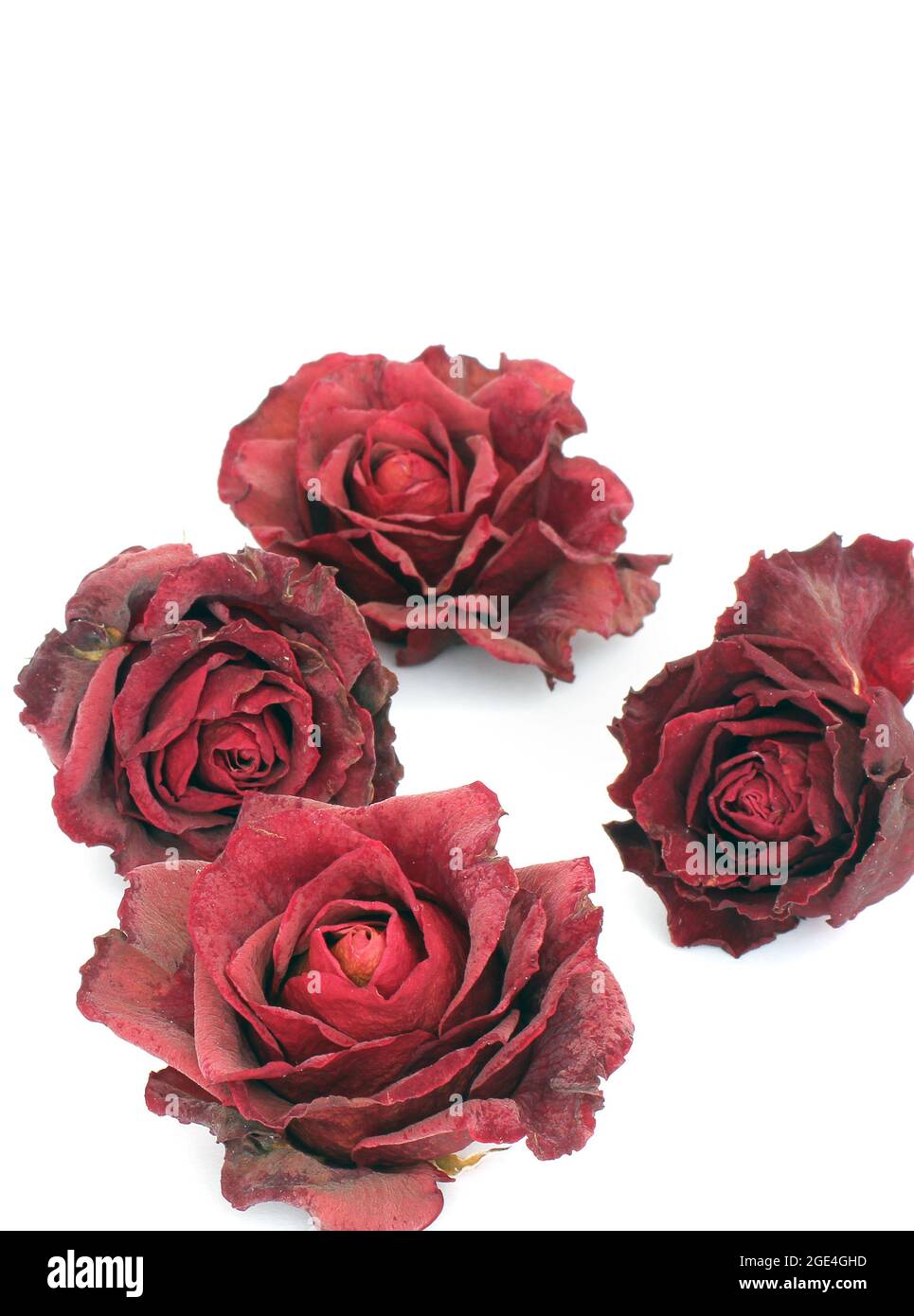 Dried roses on a white background Stock Photo - Alamy
