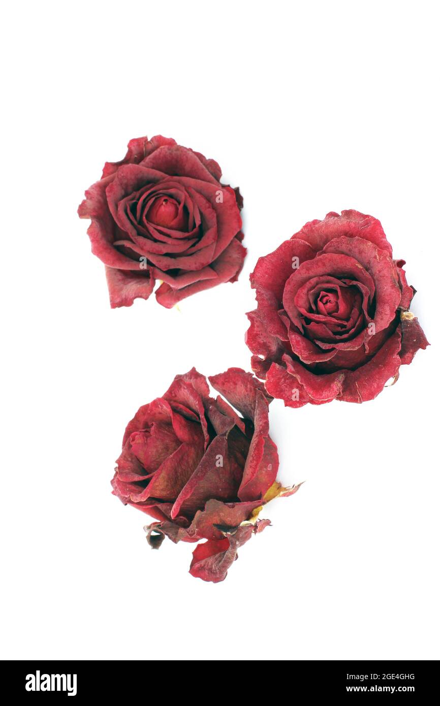 Dried yellow red rose Cut Out Stock Images & Pictures - Alamy