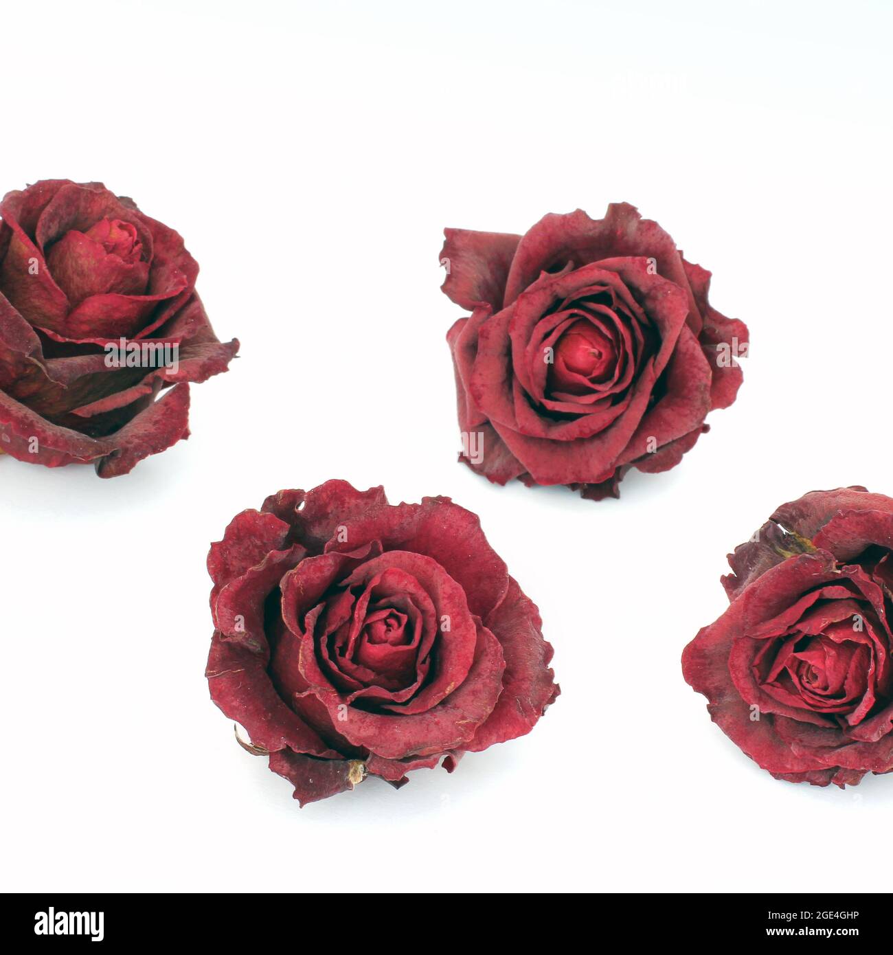 Dried roses on a white background Stock Photo - Alamy