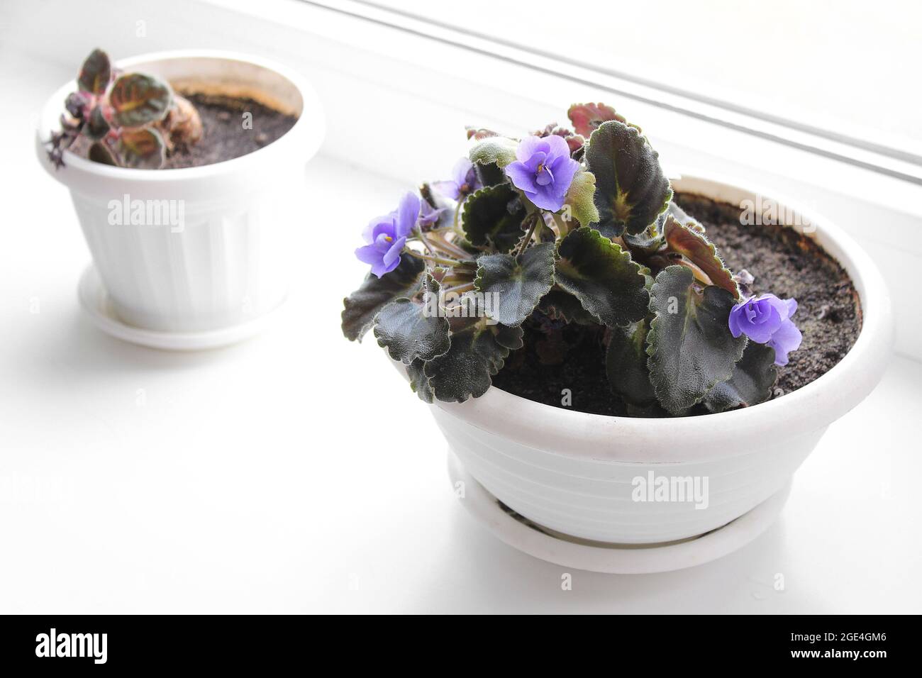 Purple violets in a pot on a white background. Beauty. Flowers Stock ...