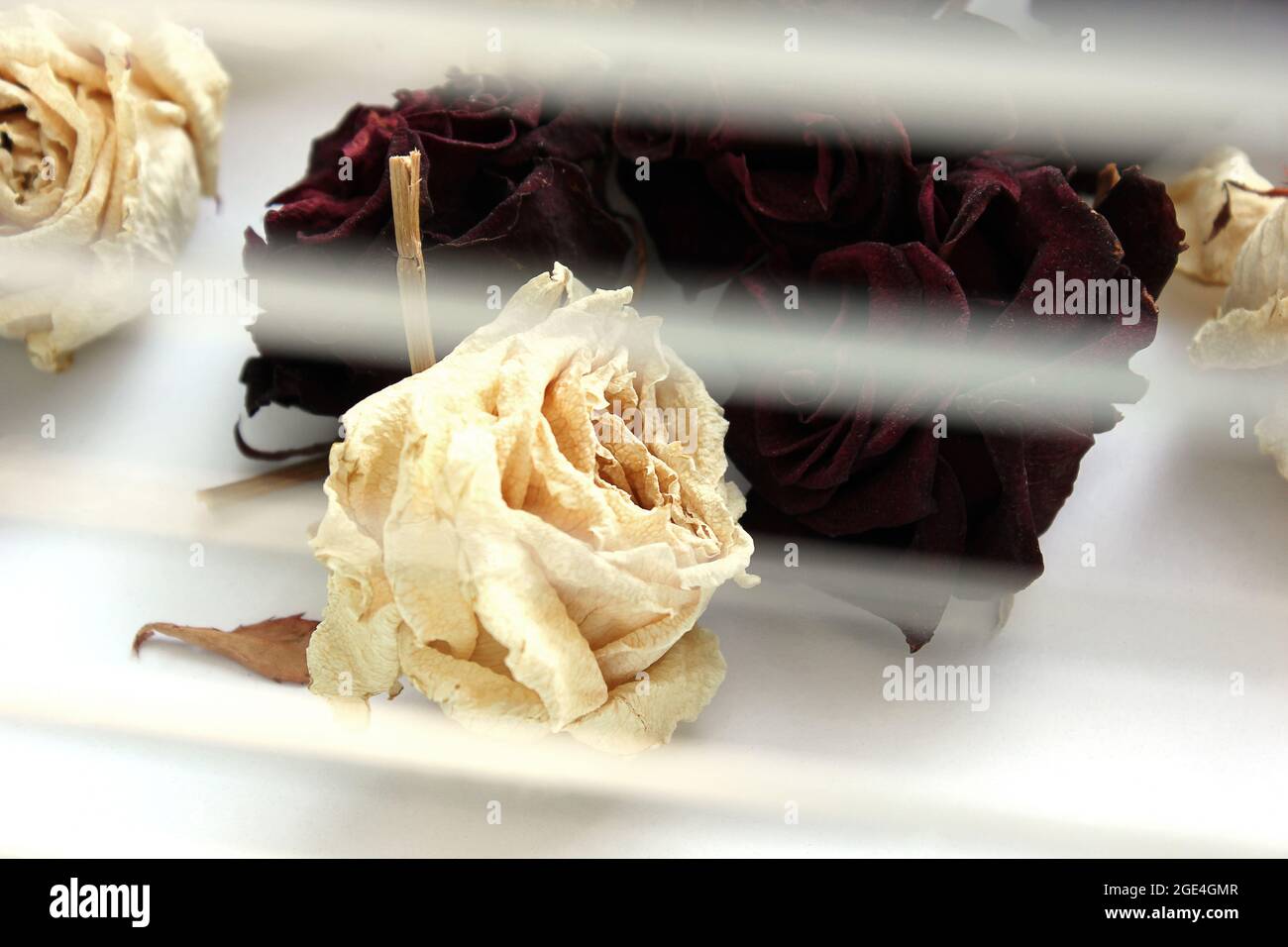 White rose hobbies hi-res stock photography and images - Alamy