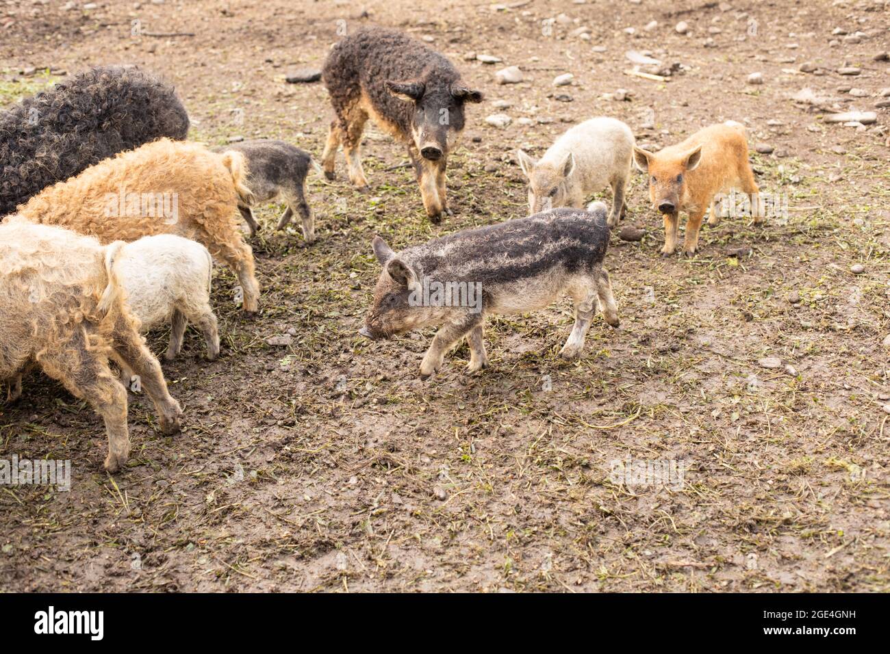 Dirty pig and piglets with curly hair at outdoor farm Stock Photo - Alamy