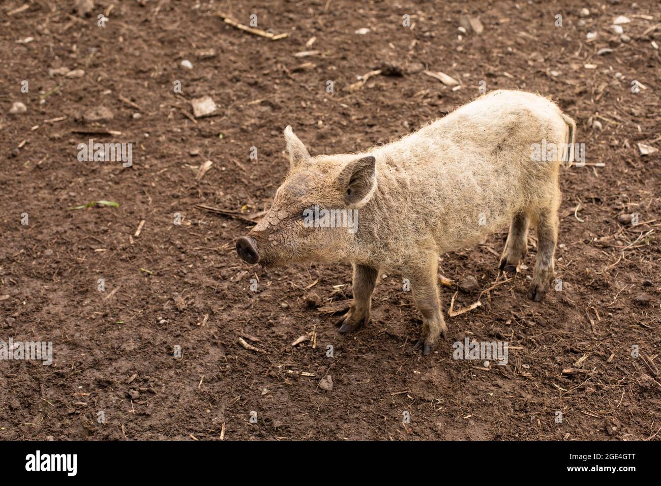 Cute curly piglets living in outdoor corral Stock Photo - Alamy