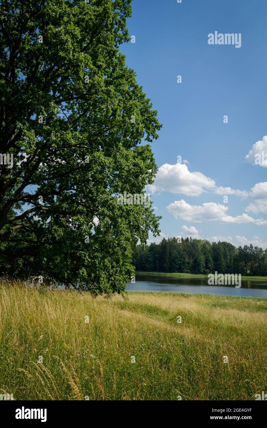 Hundred year old tree hi-res stock photography and images - Alamy