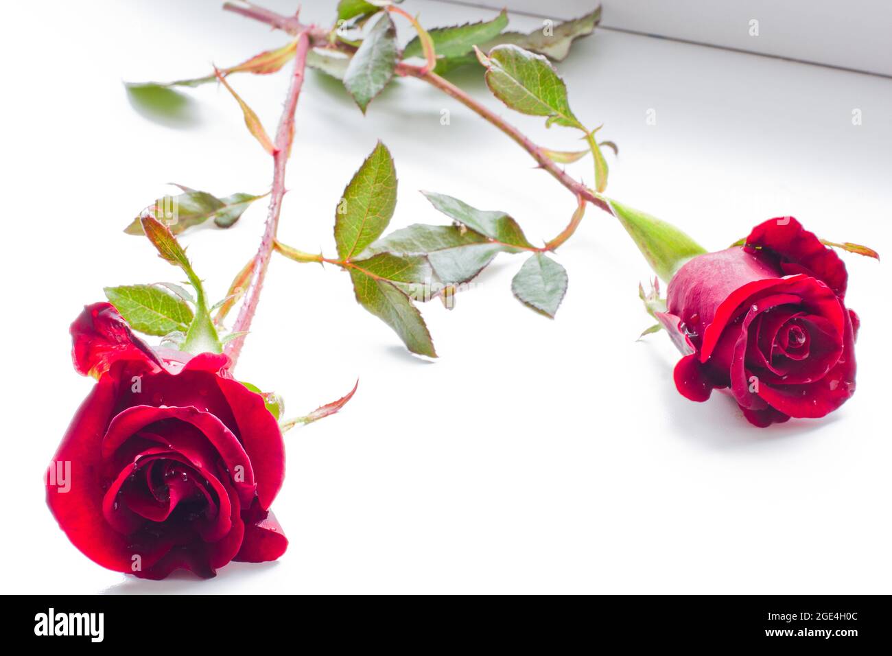 Red roses on a clean background Stock Photo - Alamy