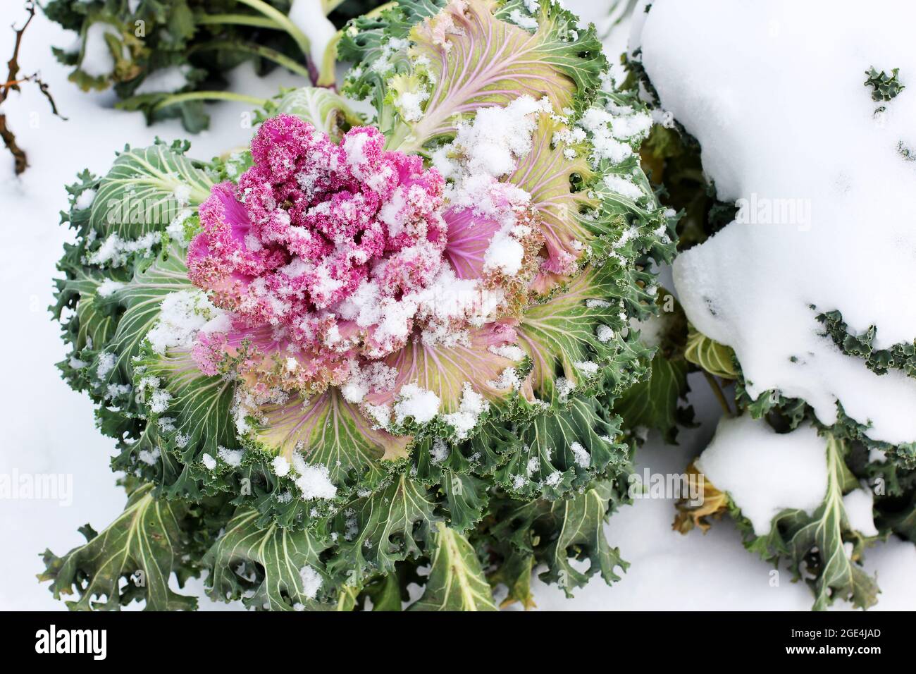 Cabbage in the snow hi-res stock photography and images - Alamy