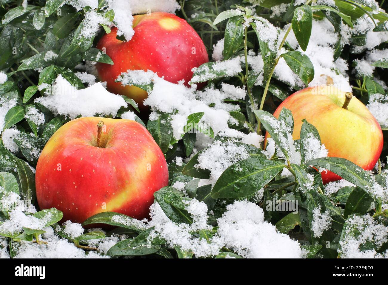 Snow white eat apple hi-res stock photography and images - Alamy