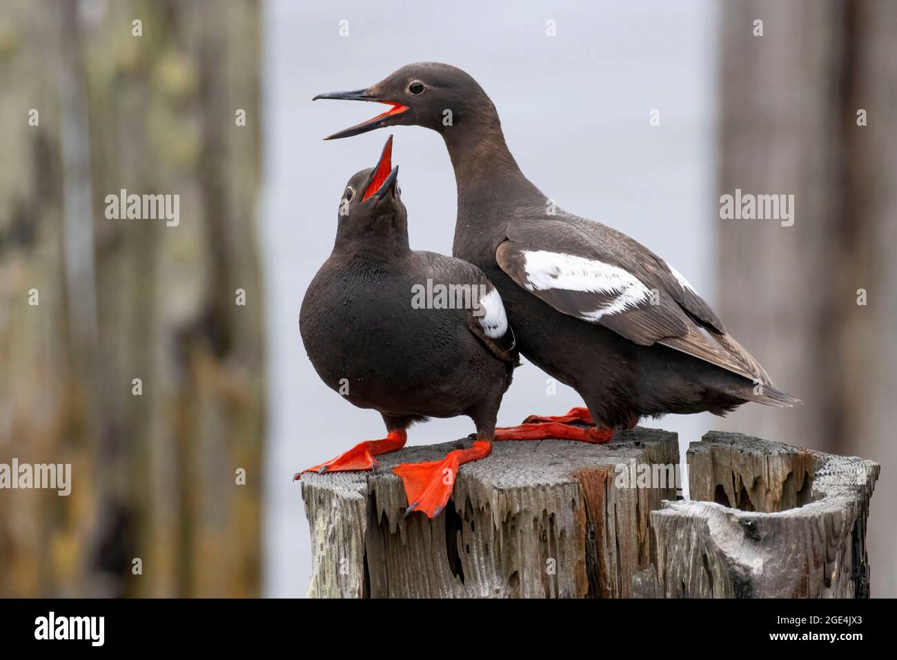 Pigeon guillemot (Cepphus columba), Windy Cove County Park, Winchester ...
