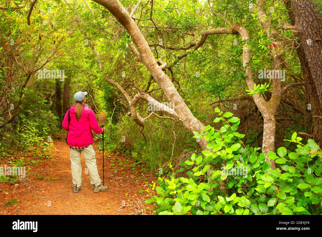 Lagoon Loop Trail, Oregon Dunes National Recreation Area, Siuslaw ...