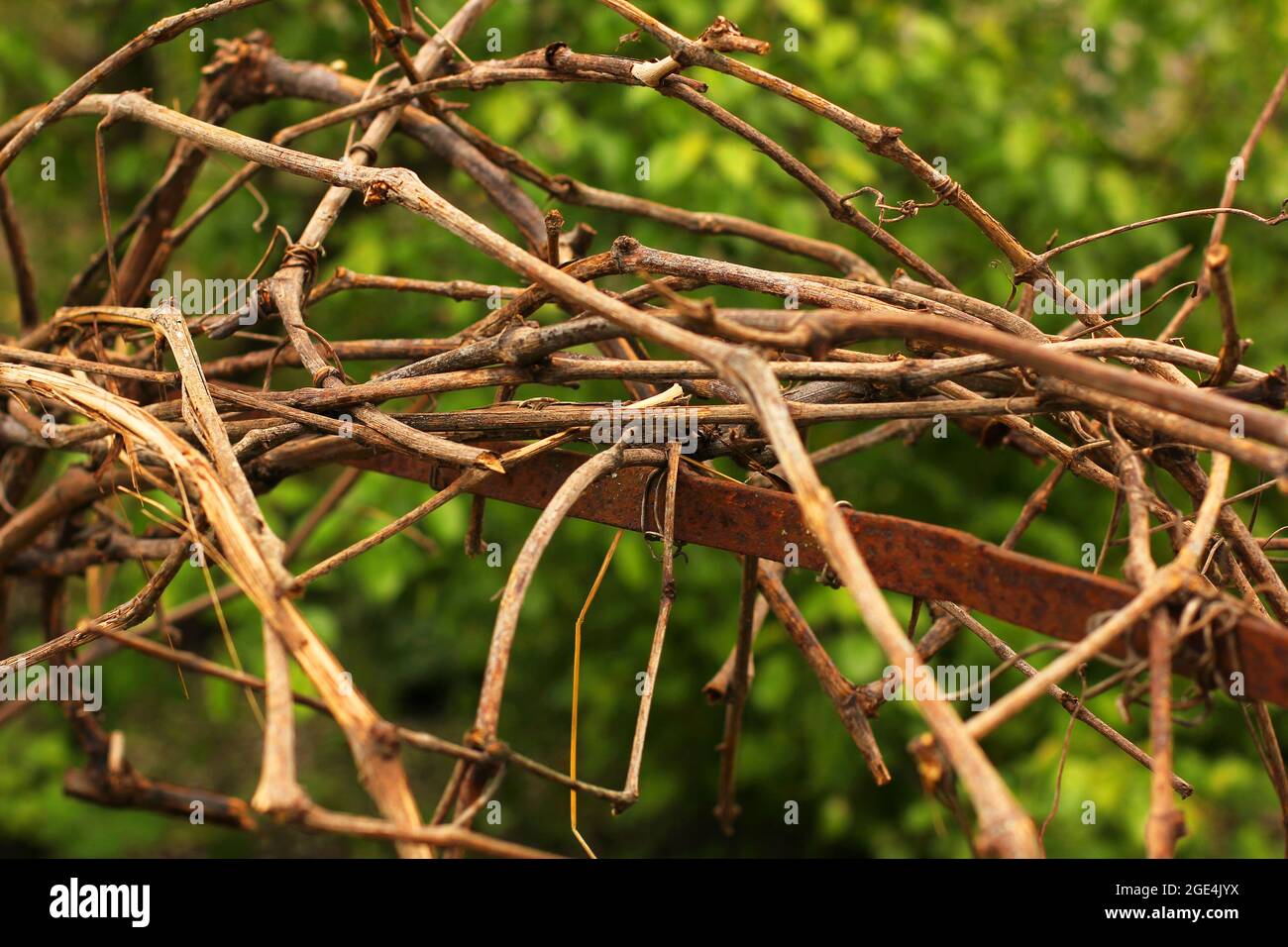 Branches of grapes hi-res stock photography and images - Alamy