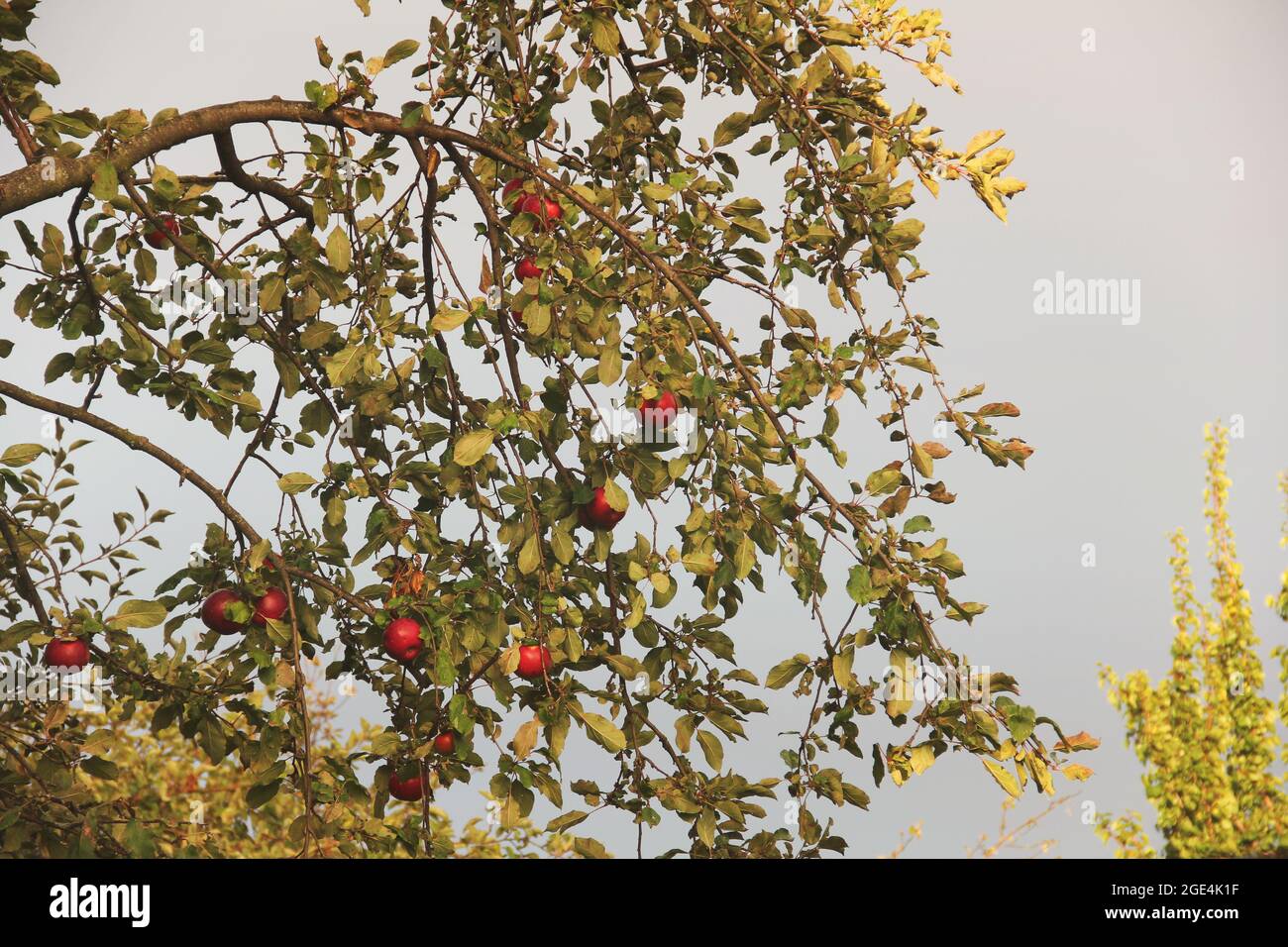 Apples on the tree. Autumn Stock Photo - Alamy
