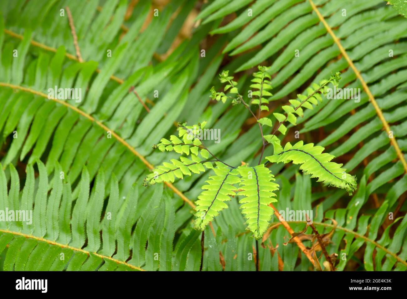 Five-fingered fern (Adiantum aleuticum), Elk Wild and Scenic River ...