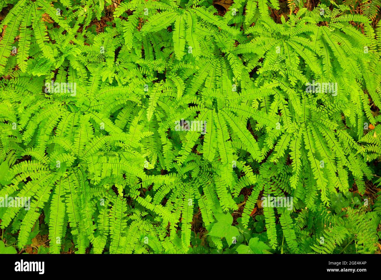 Five-fingered fern (Adiantum aleuticum), Elk Wild and Scenic River ...
