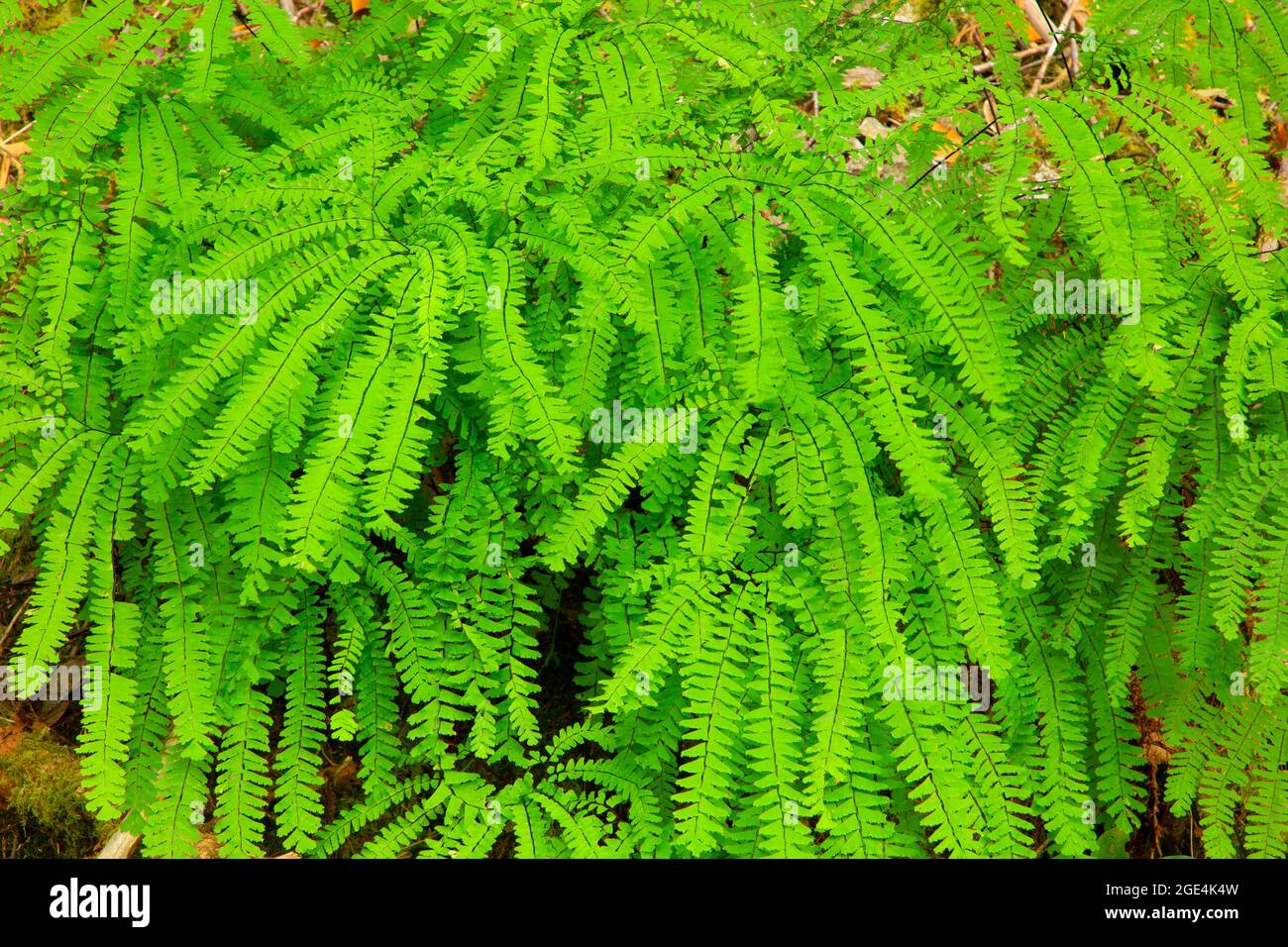Five-finger fern (Adiantum aleuticum), Elk Wild and Scenic River ...