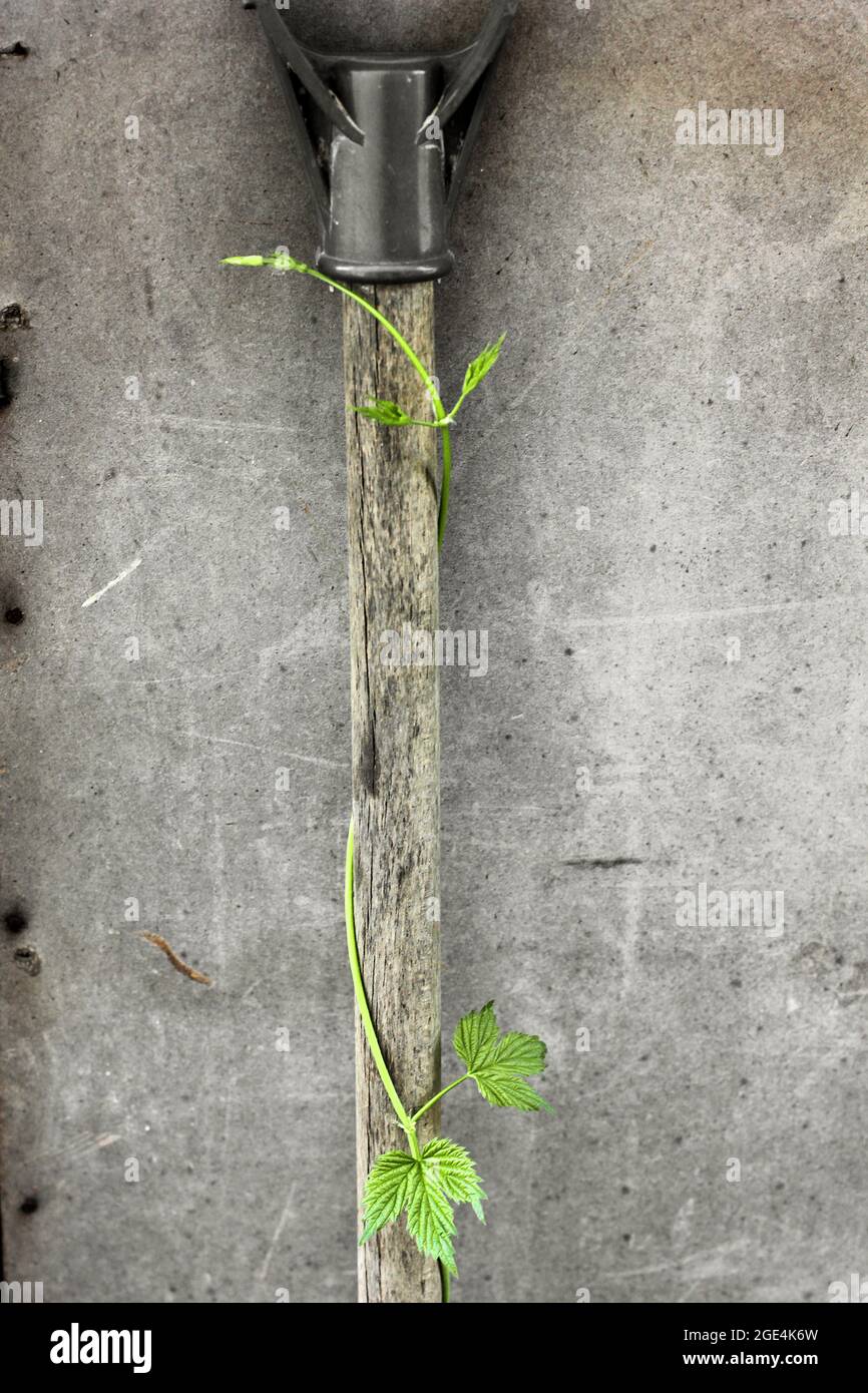 The plant is woven along a stick. Ivy Stock Photo - Alamy