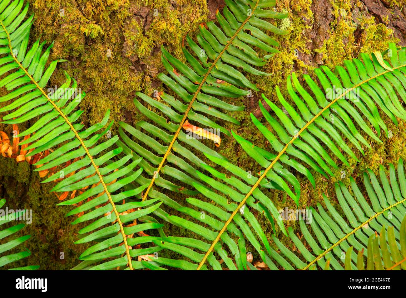 Western sword fern (Polystichum munitum), Port Orford Heads State Park ...