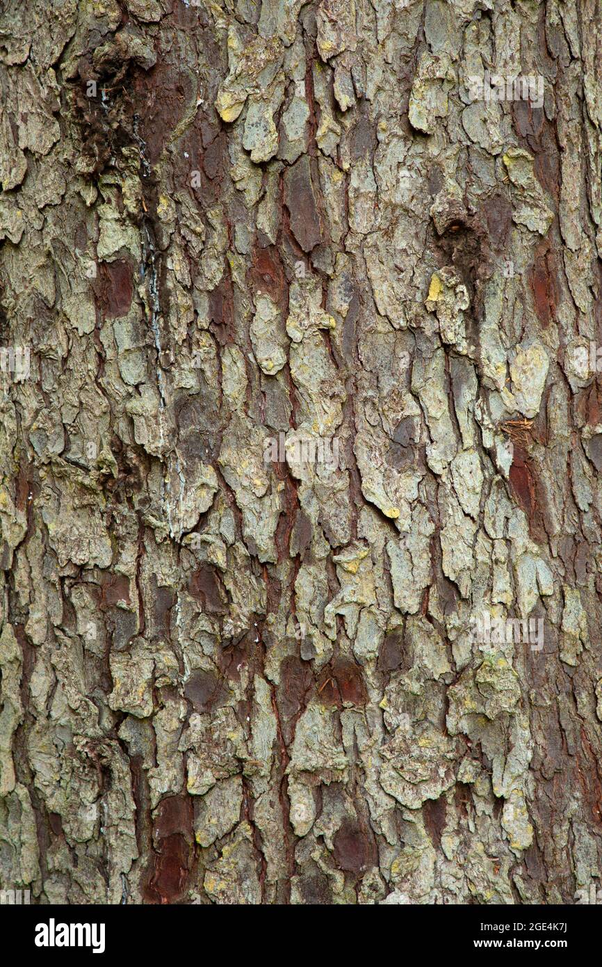 Sitka spruce picea sitchensis bark hi-res stock photography and images ...