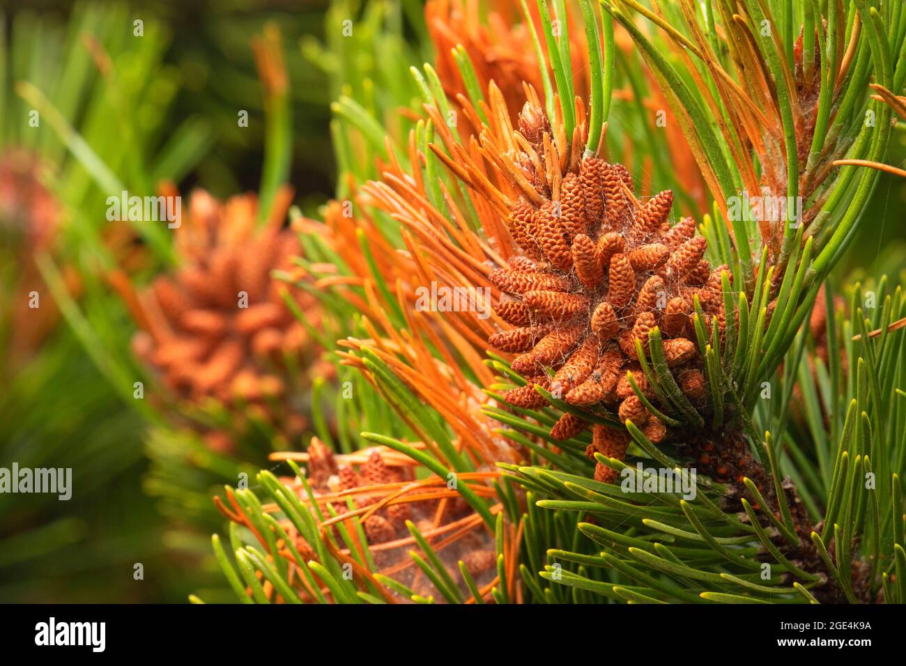 Shorepine needles, Port Orford Heads State Park, Oregon Stock Photo - Alamy