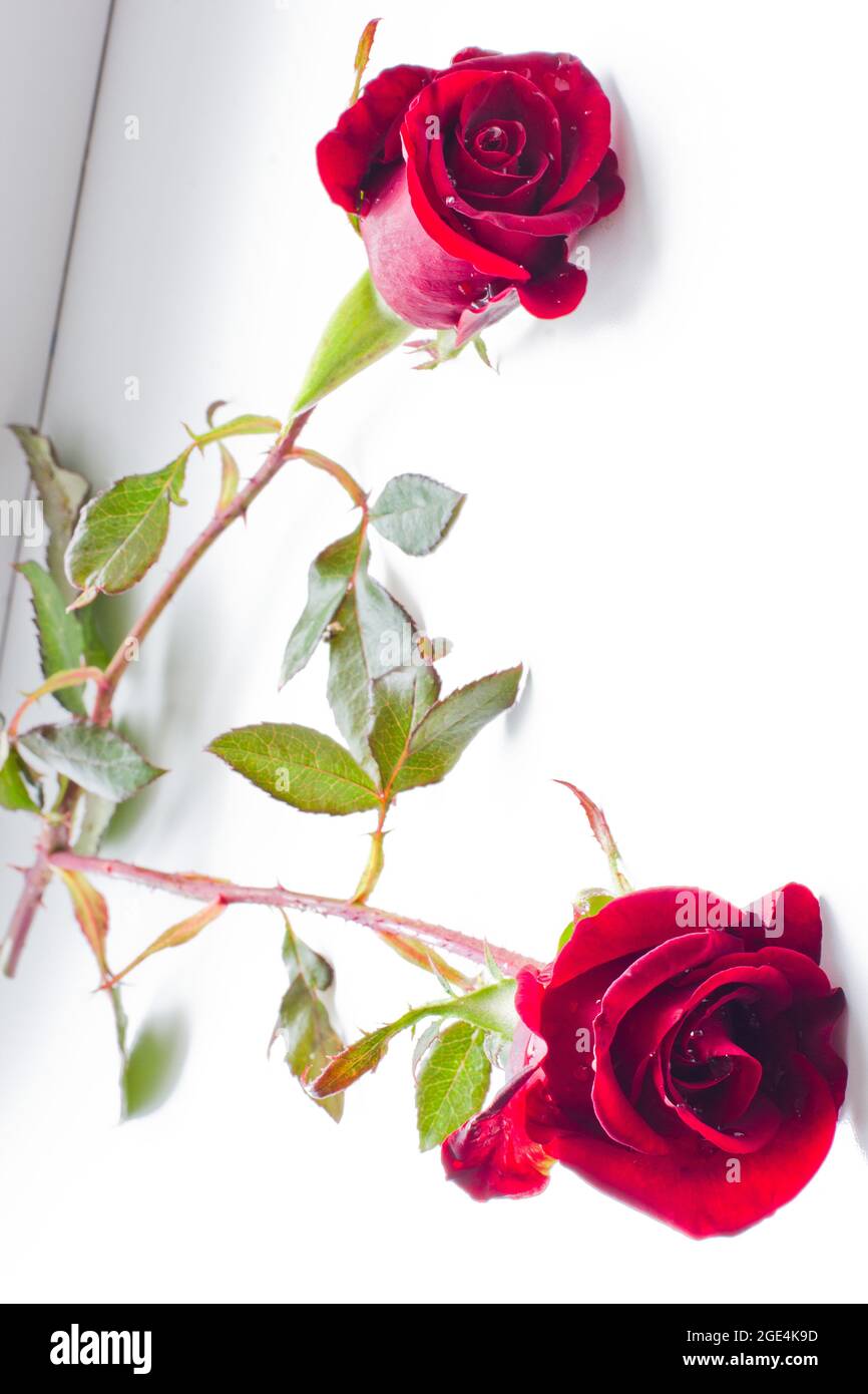 Multi head roses hi-res stock photography and images - Alamy