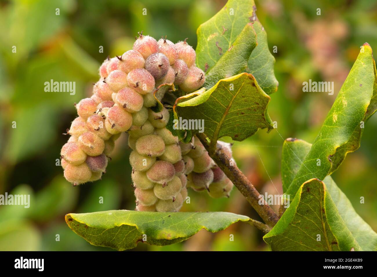 Wavyleaf Silktassel (Garrya elliptica) seeds, Port Orford Heads State ...