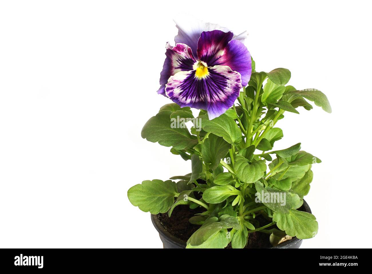 Purple violets in a pot on a white background. Beauty. Flowers Stock ...