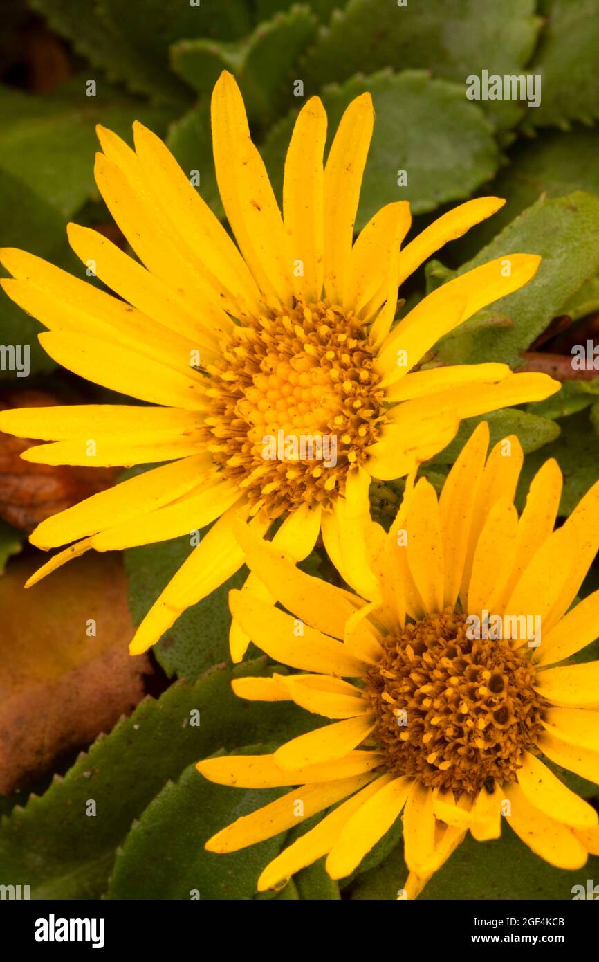 Gumweed (Grindelia hirsutula), Port Orford Heads State Park, Oregon ...