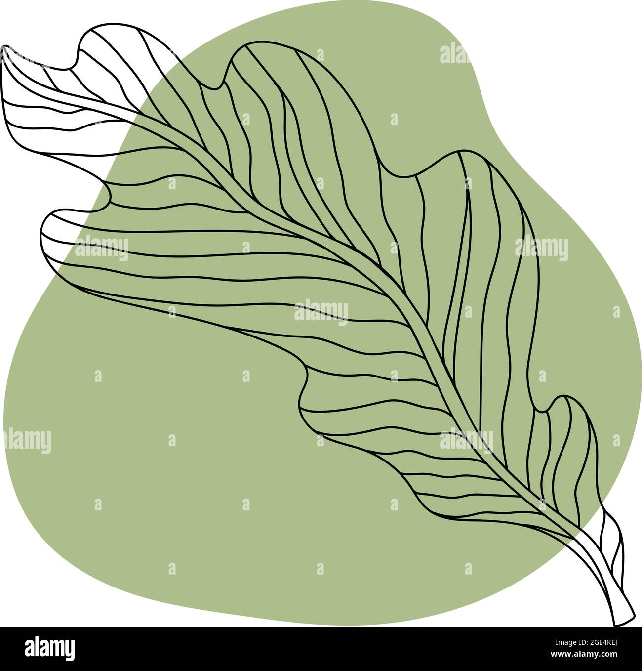 Autumn leaves, black line drawing on colored background, isolated image ...