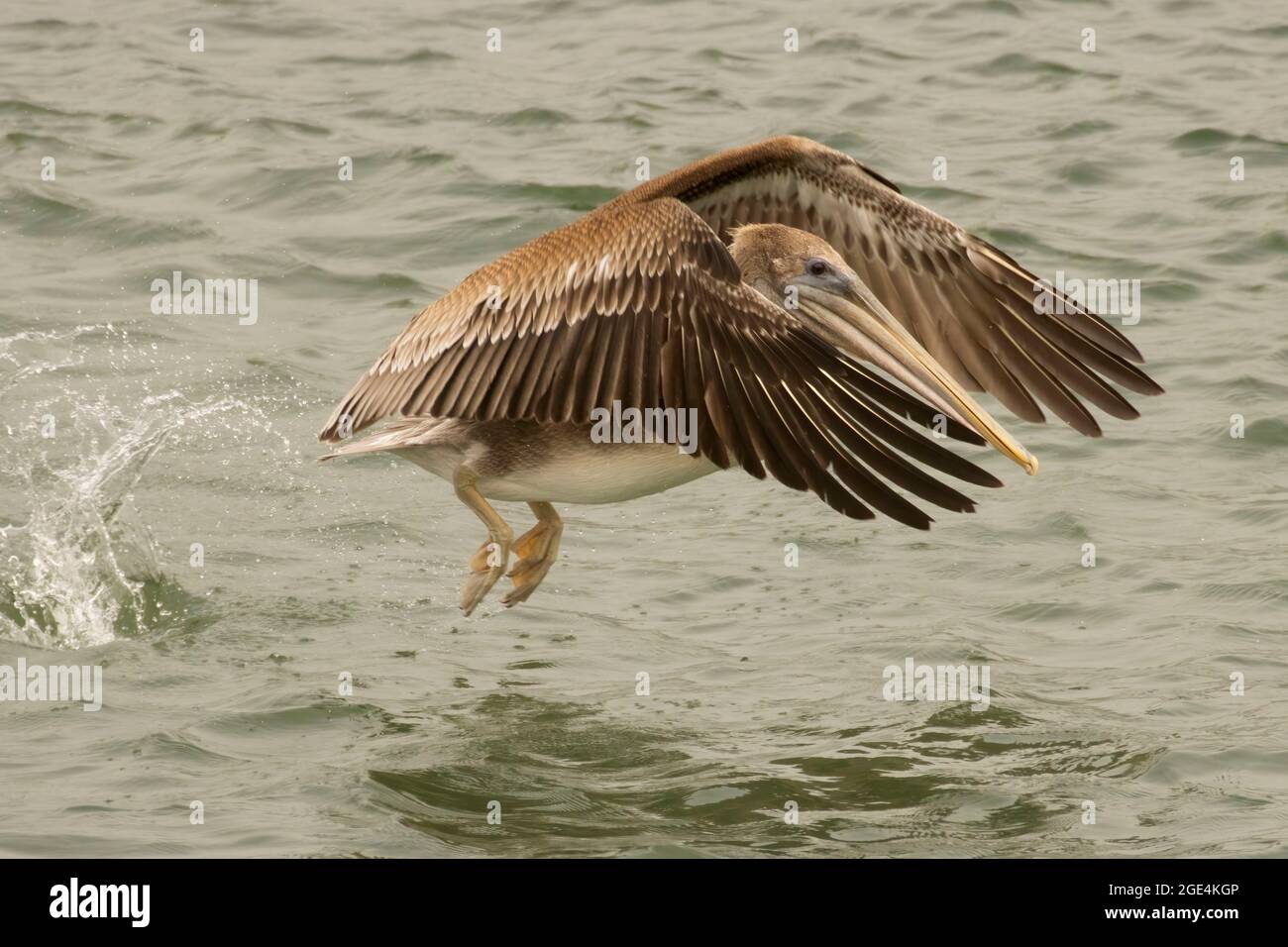 Brown pelican (Pelecanus occidentalis) in flight, Gold Beach, Oregon ...