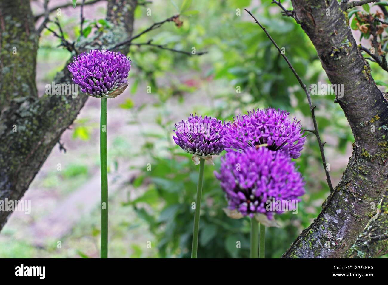 Blooming purple onions. Purple flowers in the garden Stock Photo - Alamy