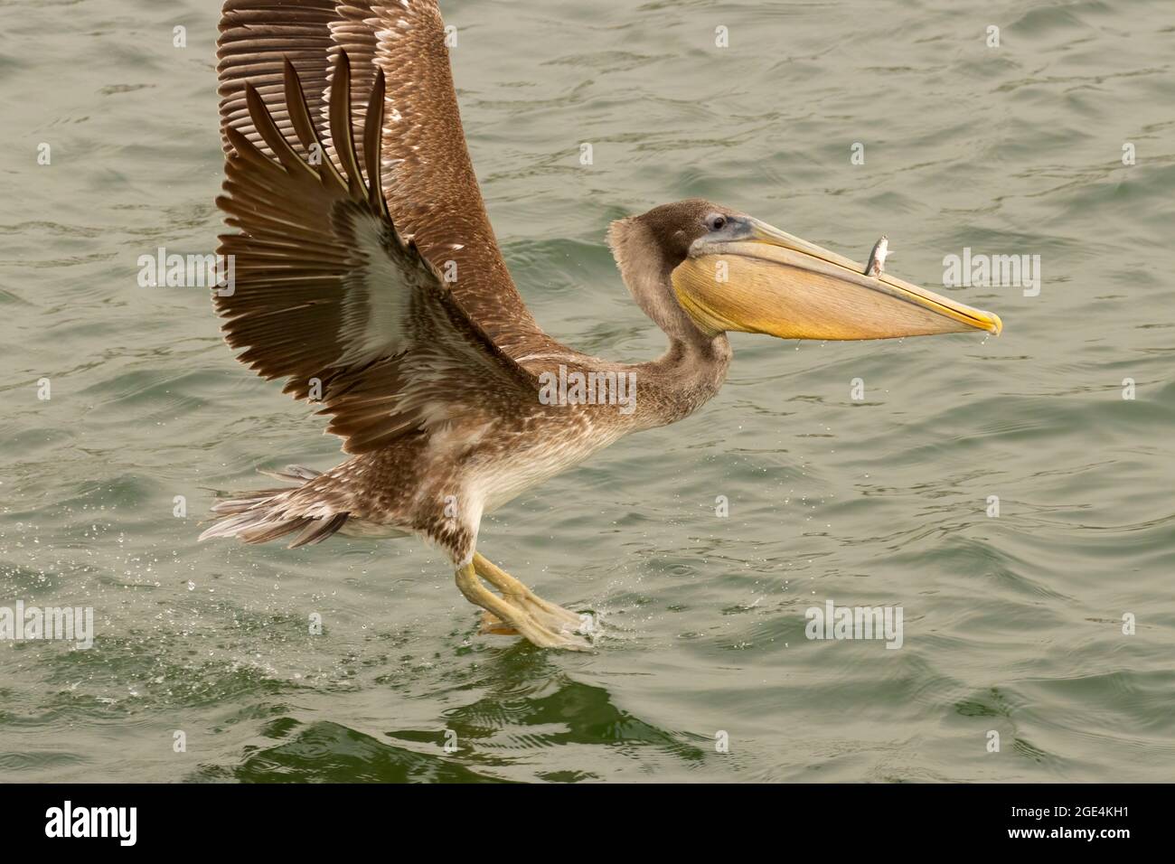 Brown pelican (Pelecanus occidentalis) in flight with fish, Gold Beach ...