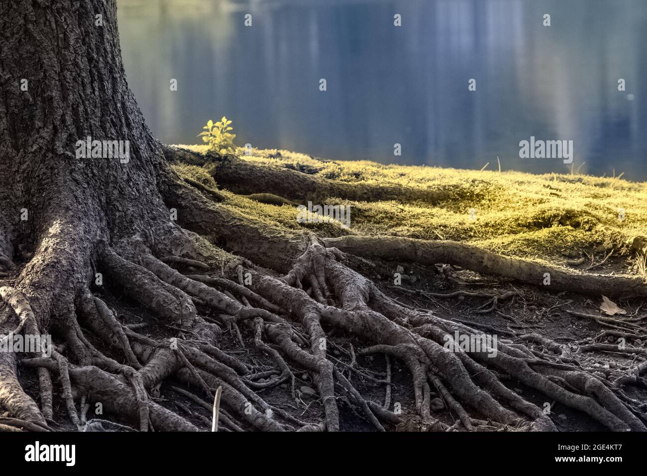Spreading roots hi-res stock photography and images - Alamy