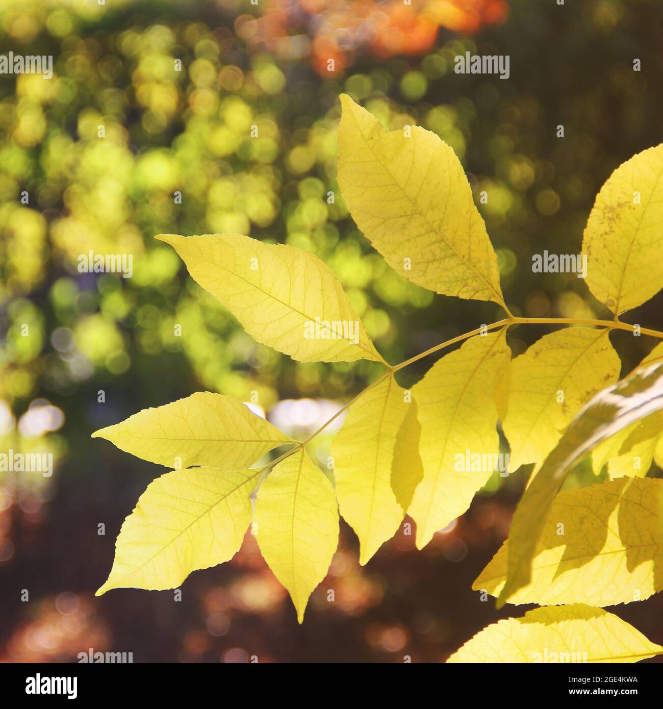 Autumn. Tree leaves Stock Photo - Alamy