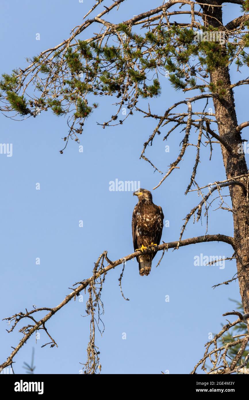 Solemn eagle hi-res stock photography and images - Alamy