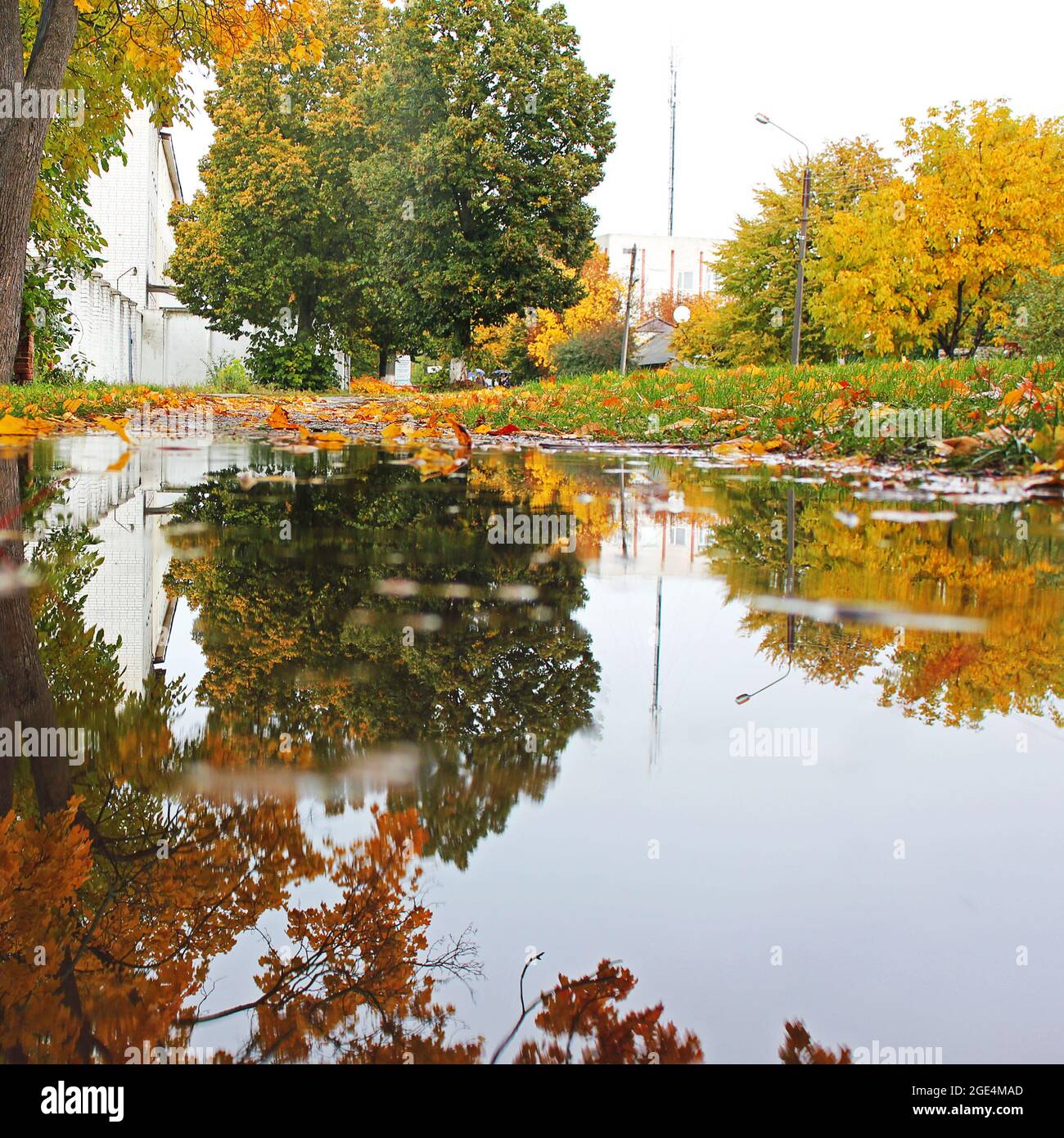 Autumn. Reflection of bright autumn trees in a puddle Stock Photo - Alamy