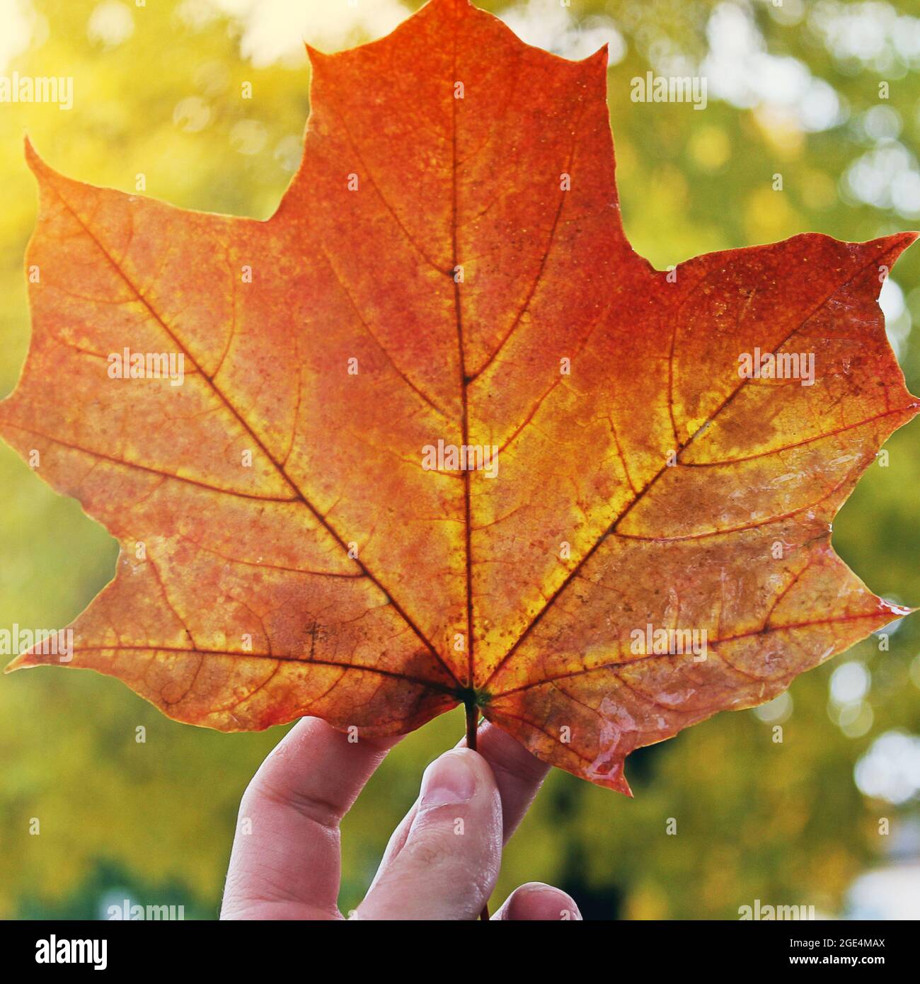 Yellow maple leaves. Bright autumn Stock Photo - Alamy