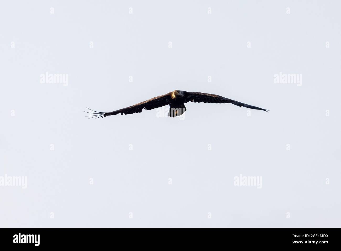 Flying Bald Eagle High Free Stock Photo Of Majestic Bald Eagle Soaring