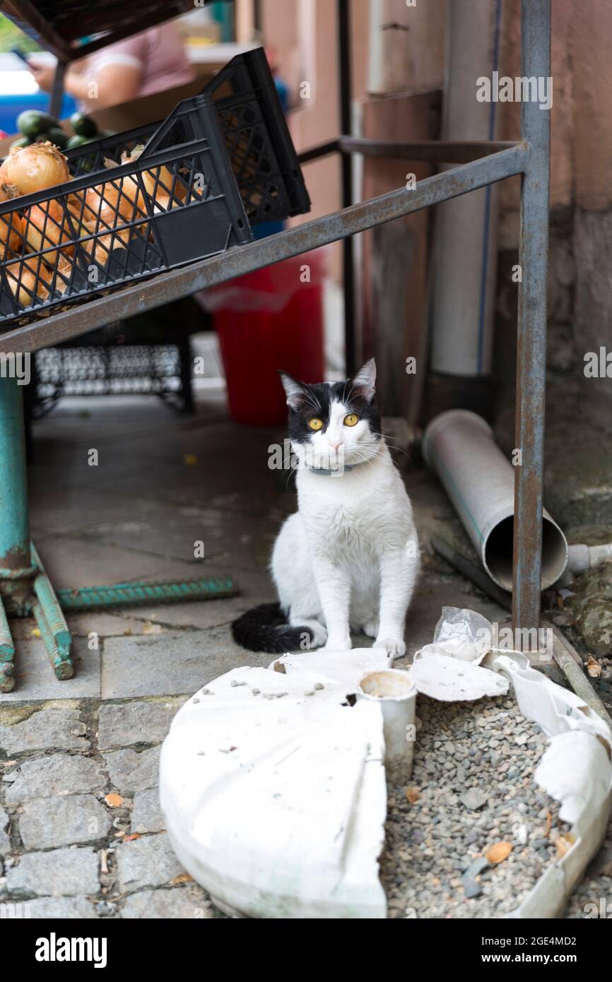 Wild stray cats and dogs on the city streets. Tbilisi, Georgia Stock ...