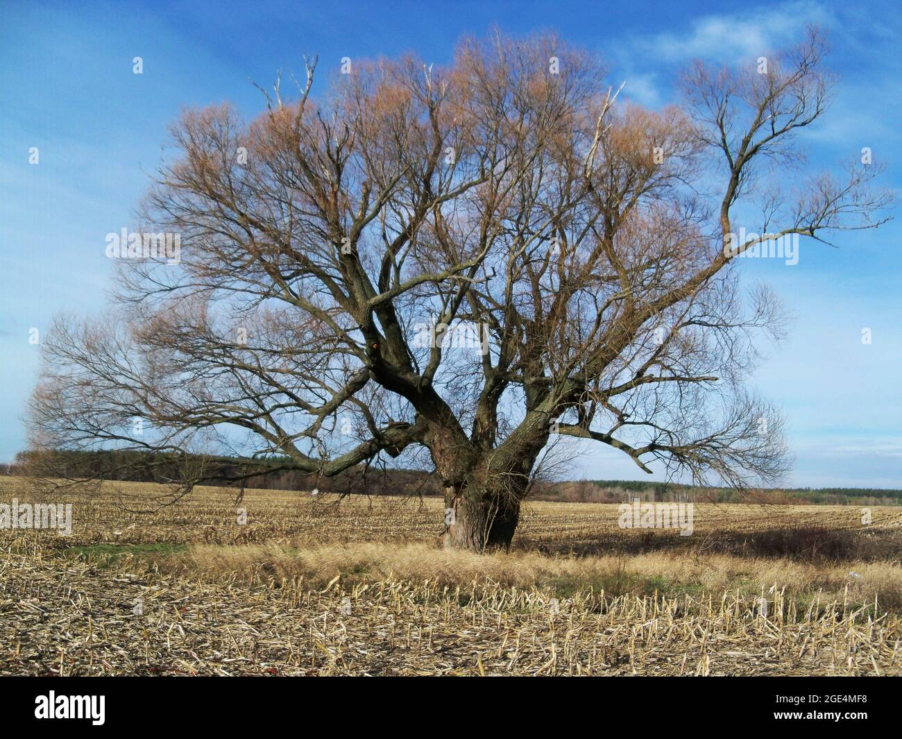 Maple tree without leaves hi-res stock photography and images - Alamy