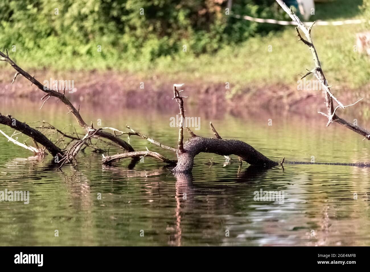 fallen tree in small lake in washington state Stock Photo - Alamy
