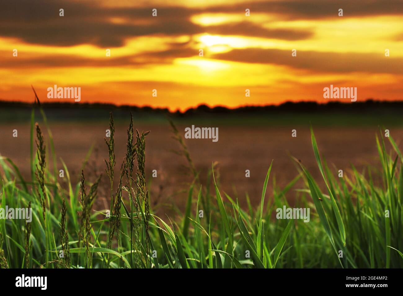 Beautiful field at sunset Stock Photo - Alamy