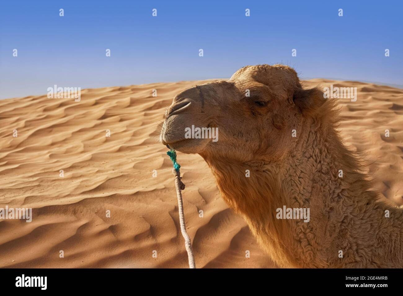 Dromedary Camel sits on the sand in the Sahara Desert, resting Stock ...