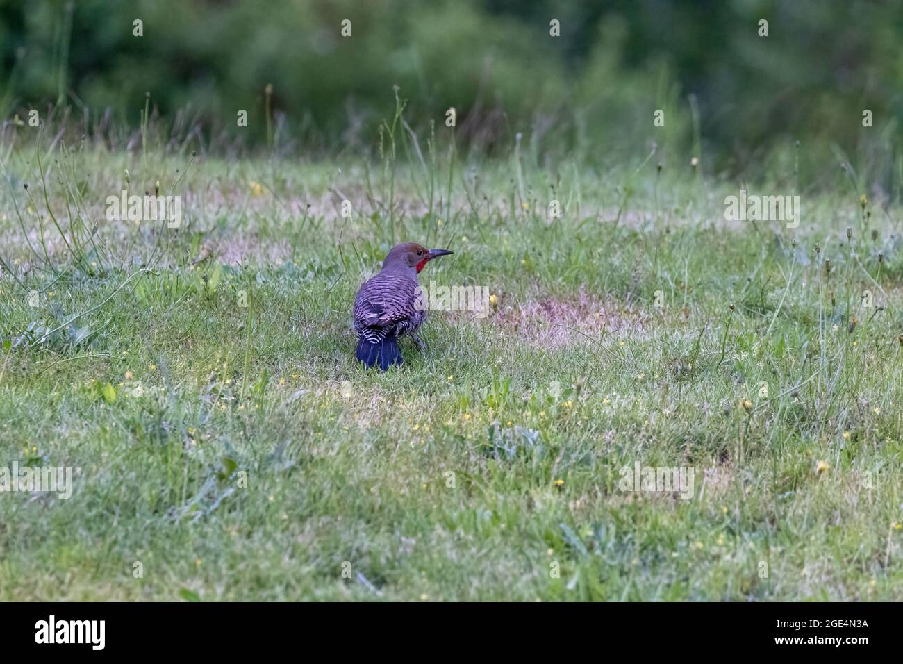 northern flicker looking over at something on a lawn Stock Photo - Alamy