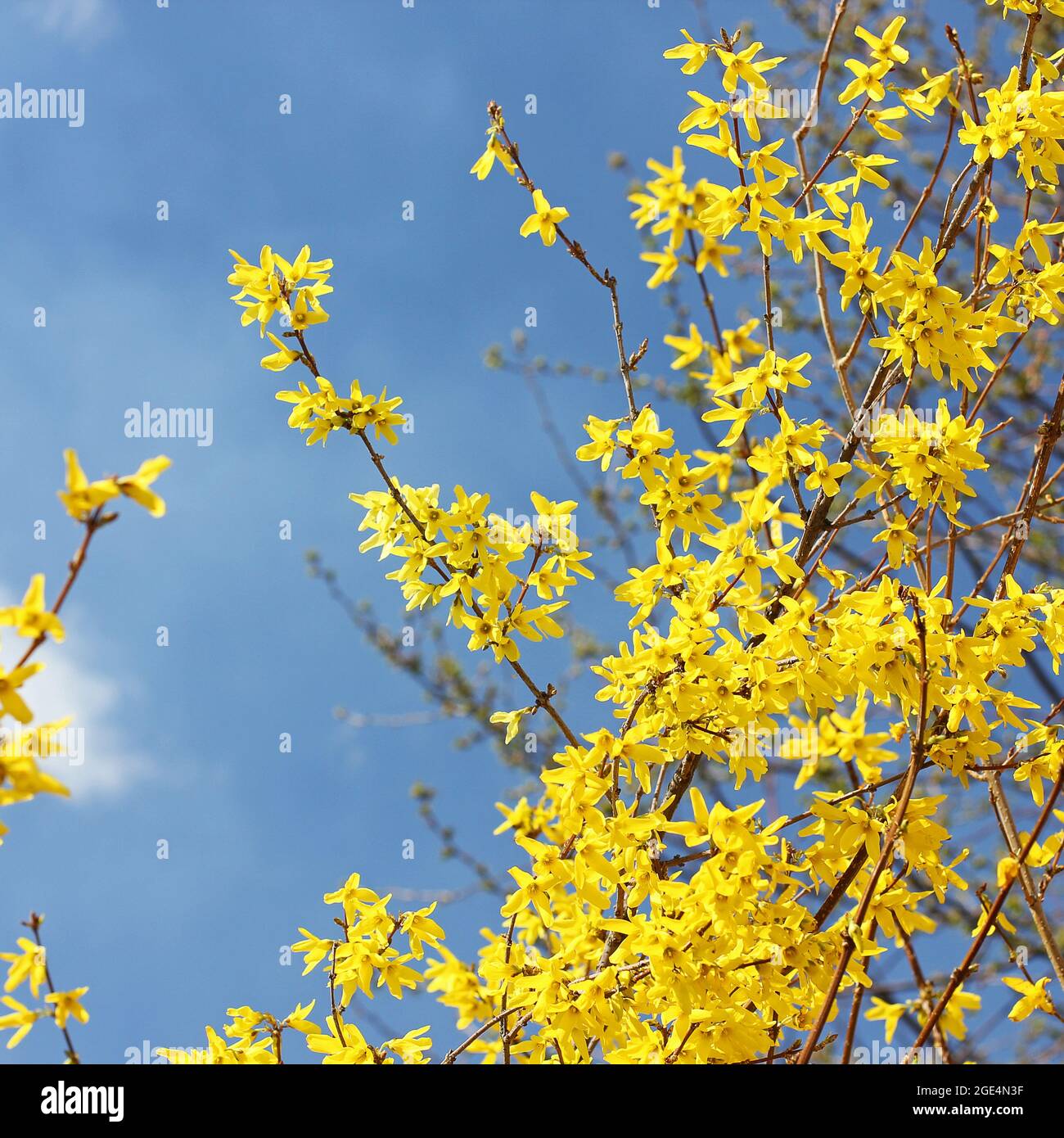 The tree is blooming. Dogwood tree. Spring Stock Photo - Alamy