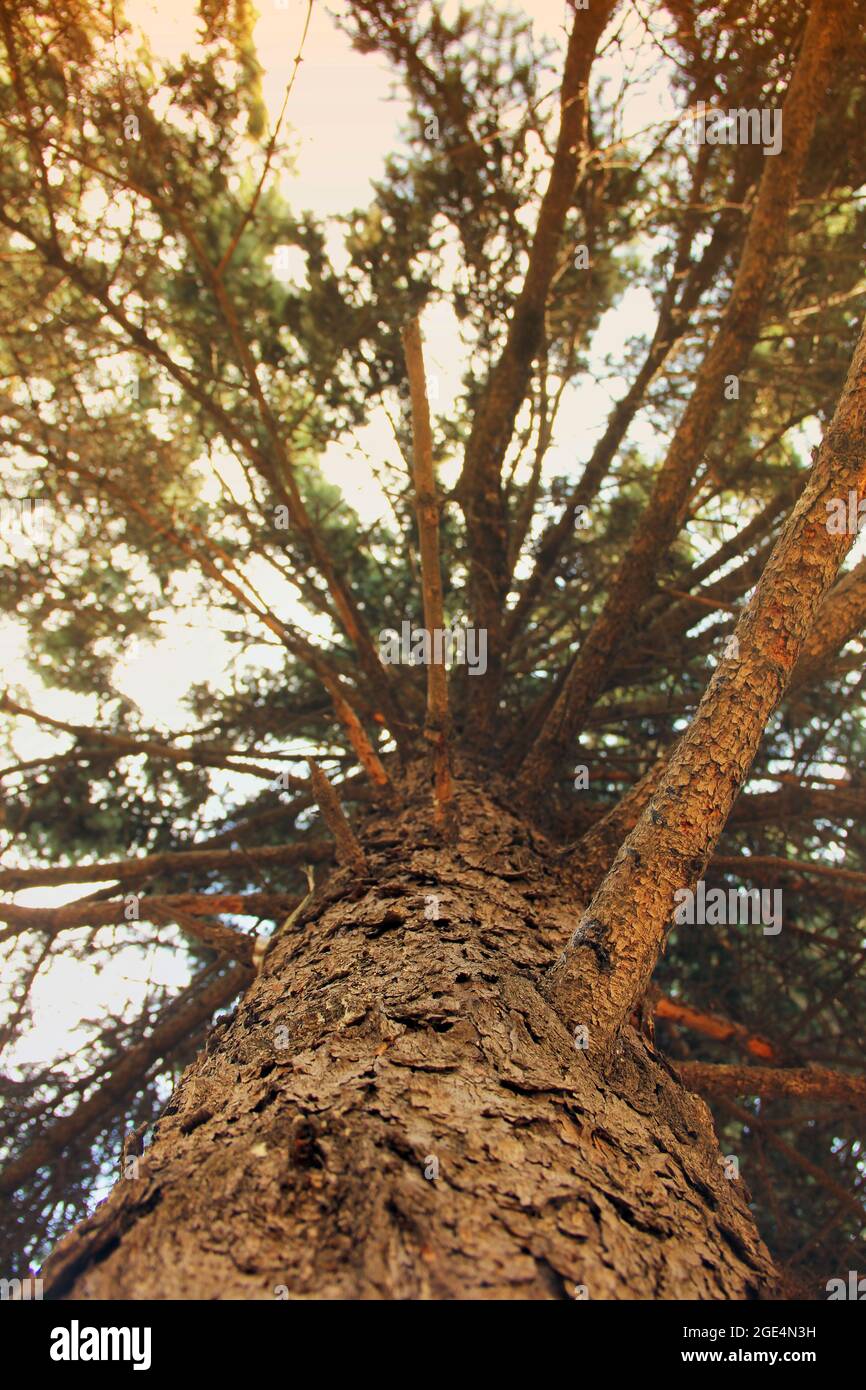 Big beautiful tree. Treetops against the sky Stock Photo - Alamy