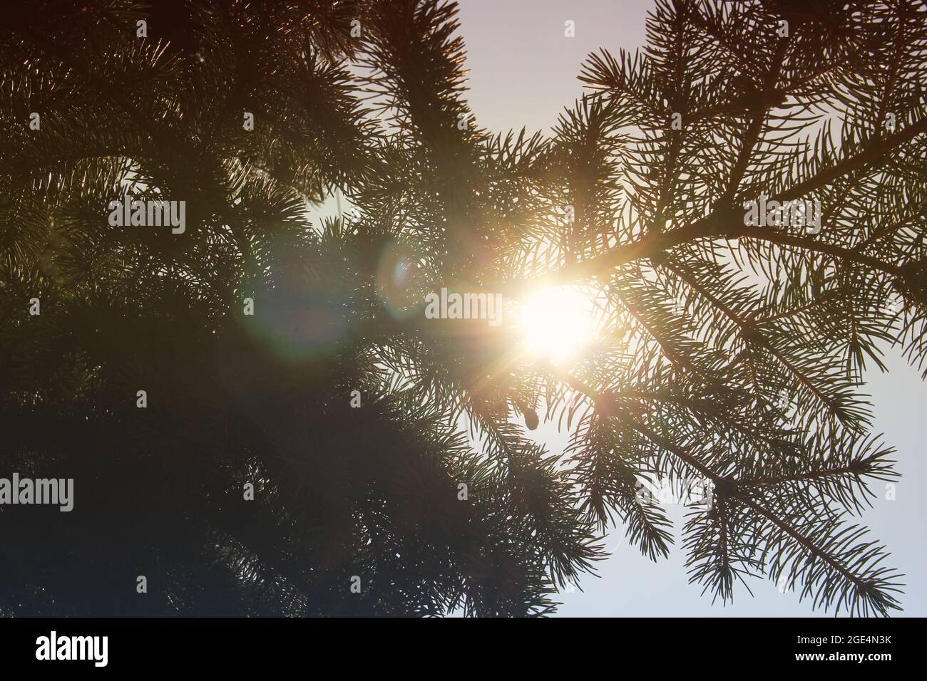 Tree branches against the sky. Sun rays and tree branches Stock Photo ...