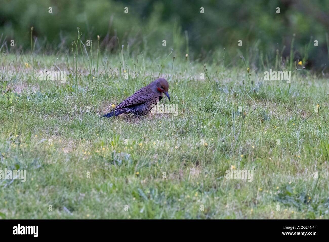 northern flicker sitting looking for bugs in lawn Stock Photo - Alamy