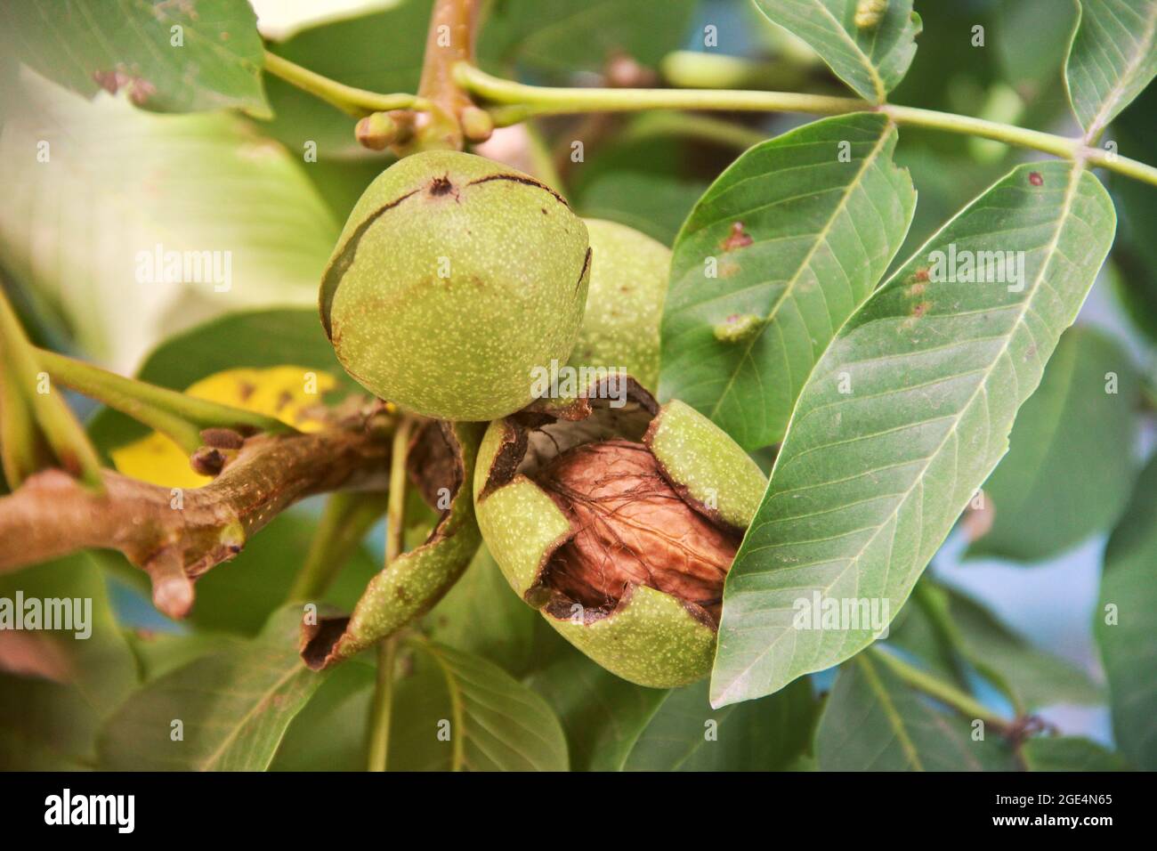 Walnut open shell in tree hi-res stock photography and images - Alamy