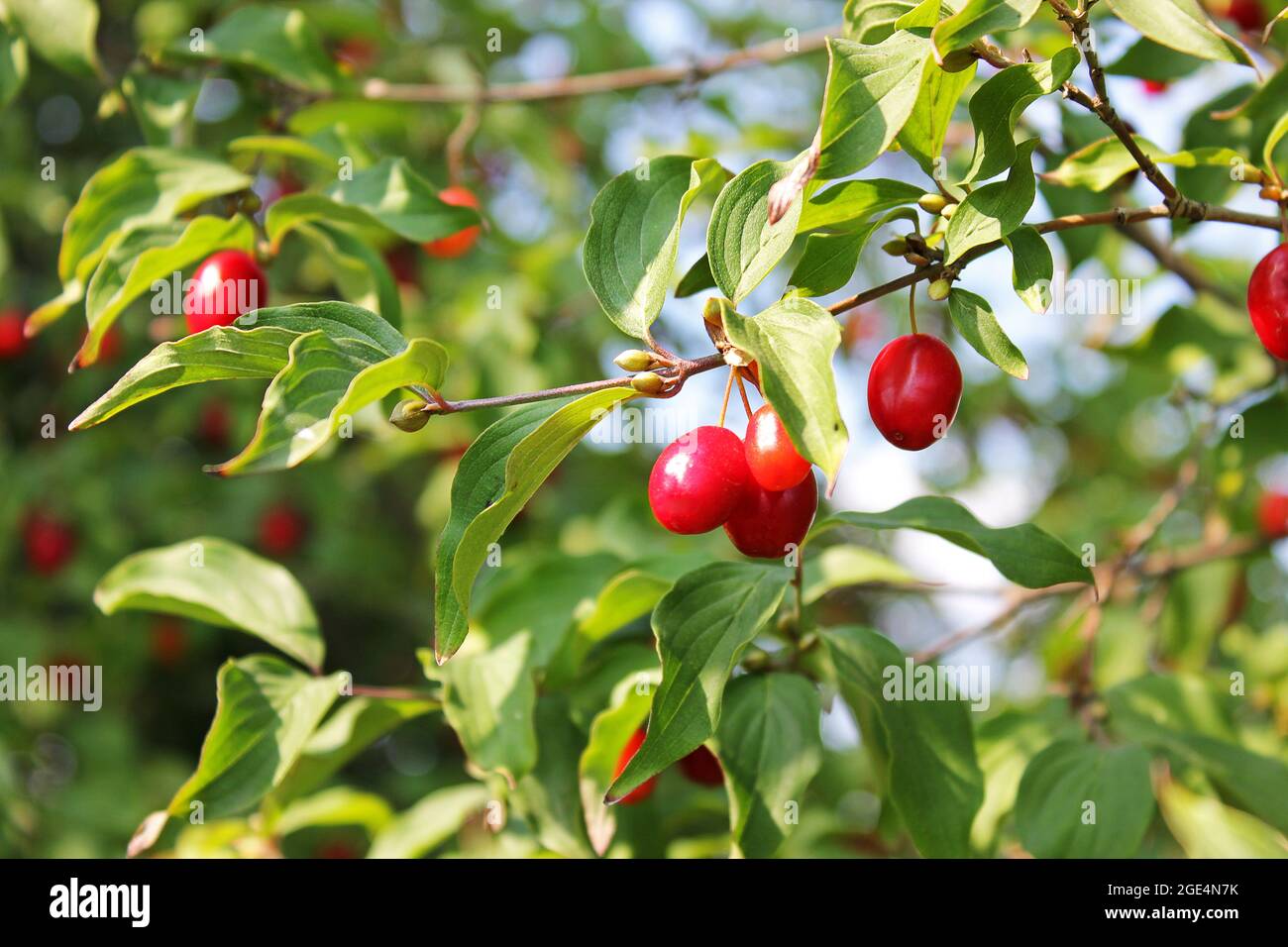 Red dogwood berries in the garden. Dogwood growth Stock Photo - Alamy