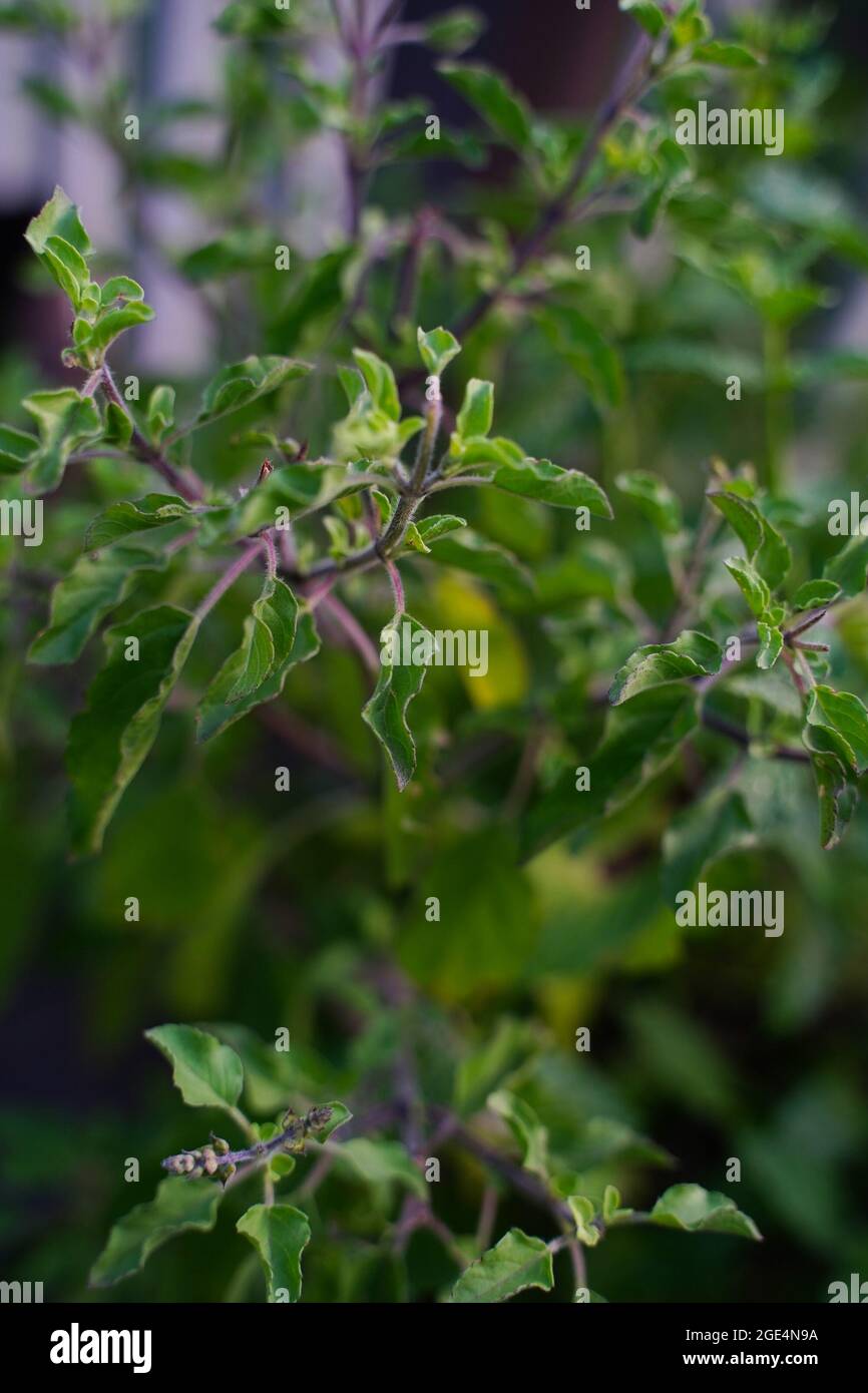 Tulsi plant hi-res stock photography and images - Alamy